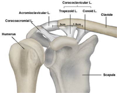 Acromioclavicular (AC) Joint Separations - Frisco, TX - Knee, Hip ...